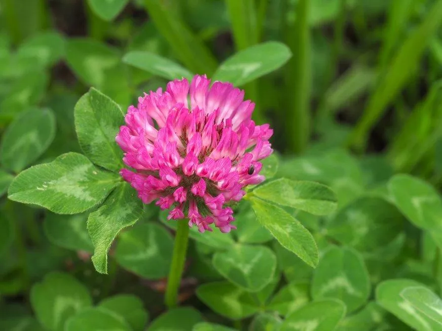 Czerwona koniczyna i jej wszechstronne właściwości