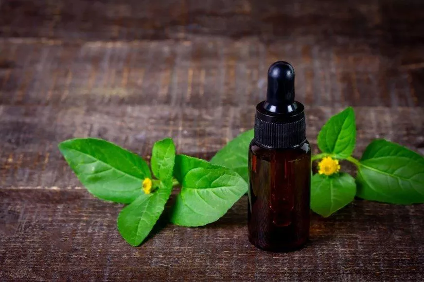 Spilantol – czym jest i jakich efektów można się spodziewać po ...